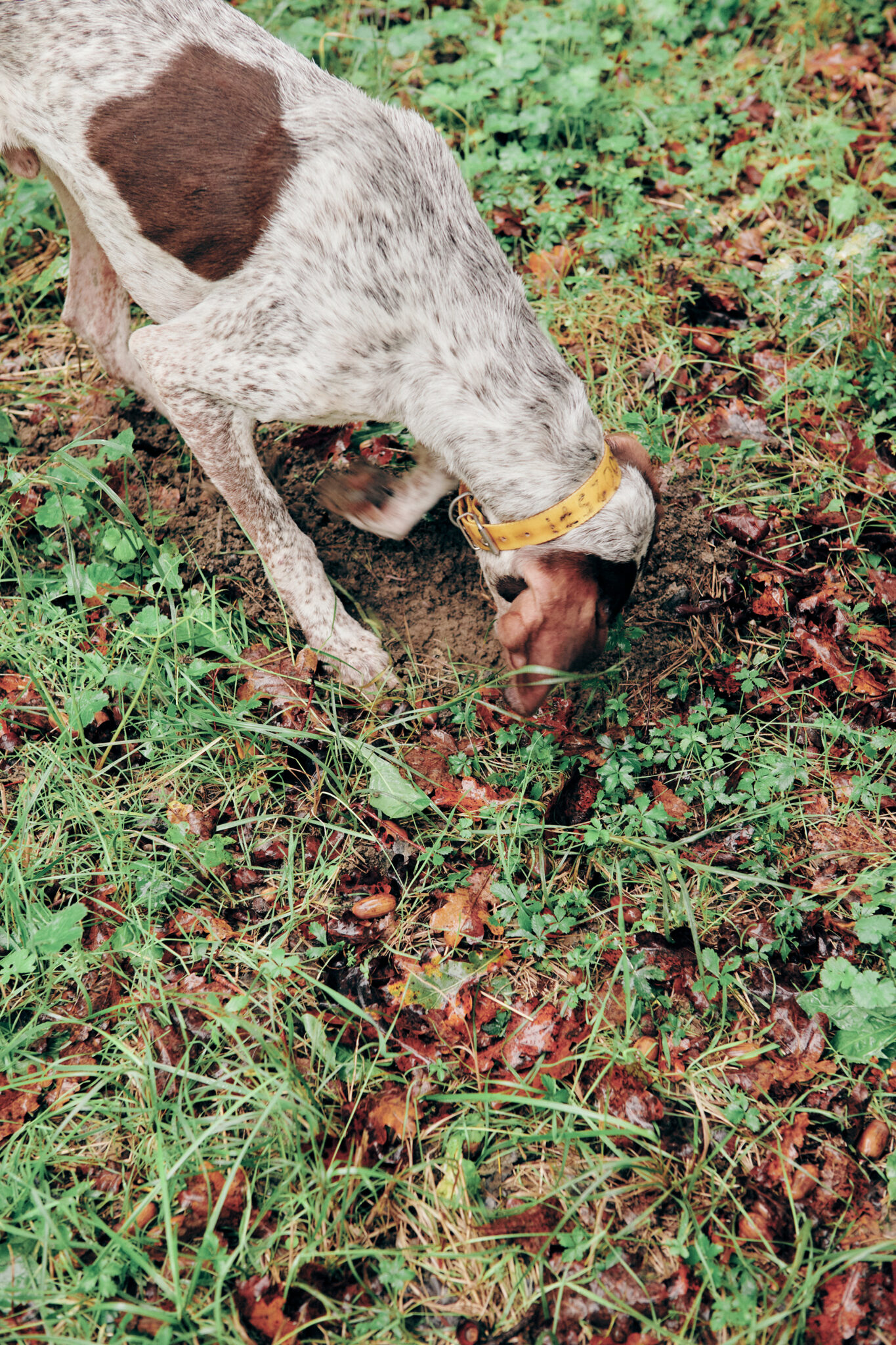 TRUFFLE HUNTING - TM Relais